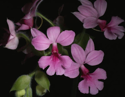 Calanthe rubens care and culture | Travaldo's blog