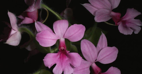 Calanthe rubens care and culture | Travaldo's blog