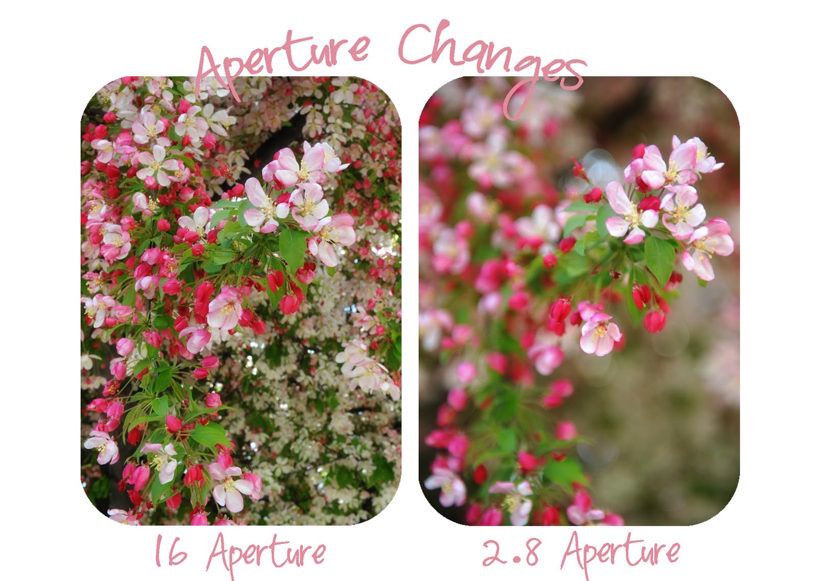 Improve Photo By Emilie: Photography Tip - Magic of Aperture