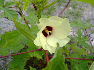 rookie gardener (pekebun amatur): Bunga kacang panjang dan bendi ! Long ...