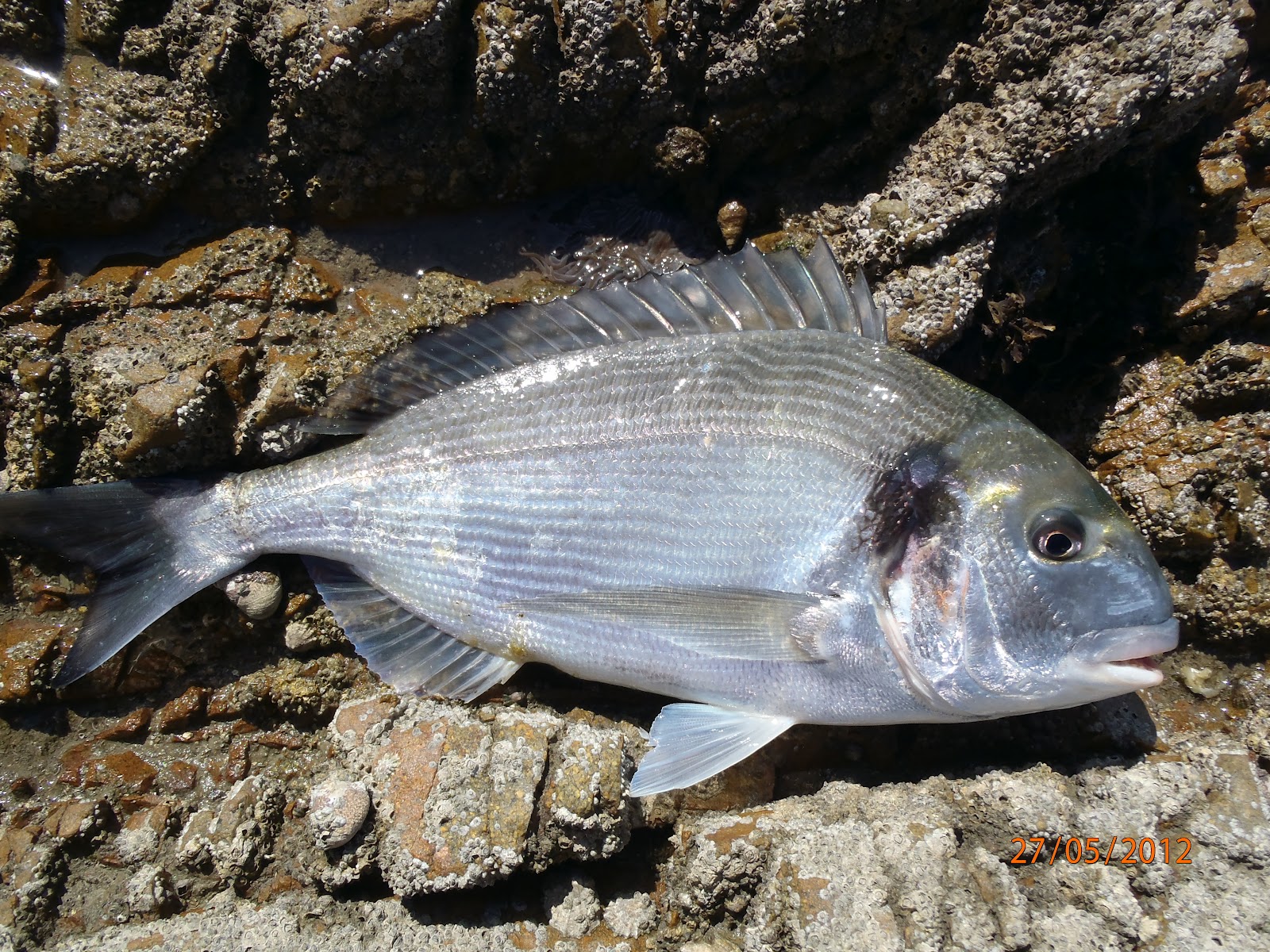 Royalelabrax22: Une daurade royale trégoroise pour Rodney