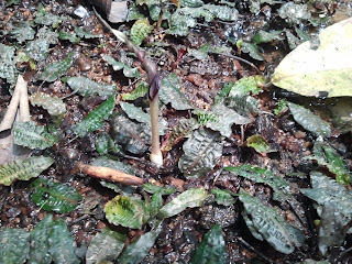 Plants in Its natural Habitat; Java ferns, Crypt. Affinis, Fissidens ...