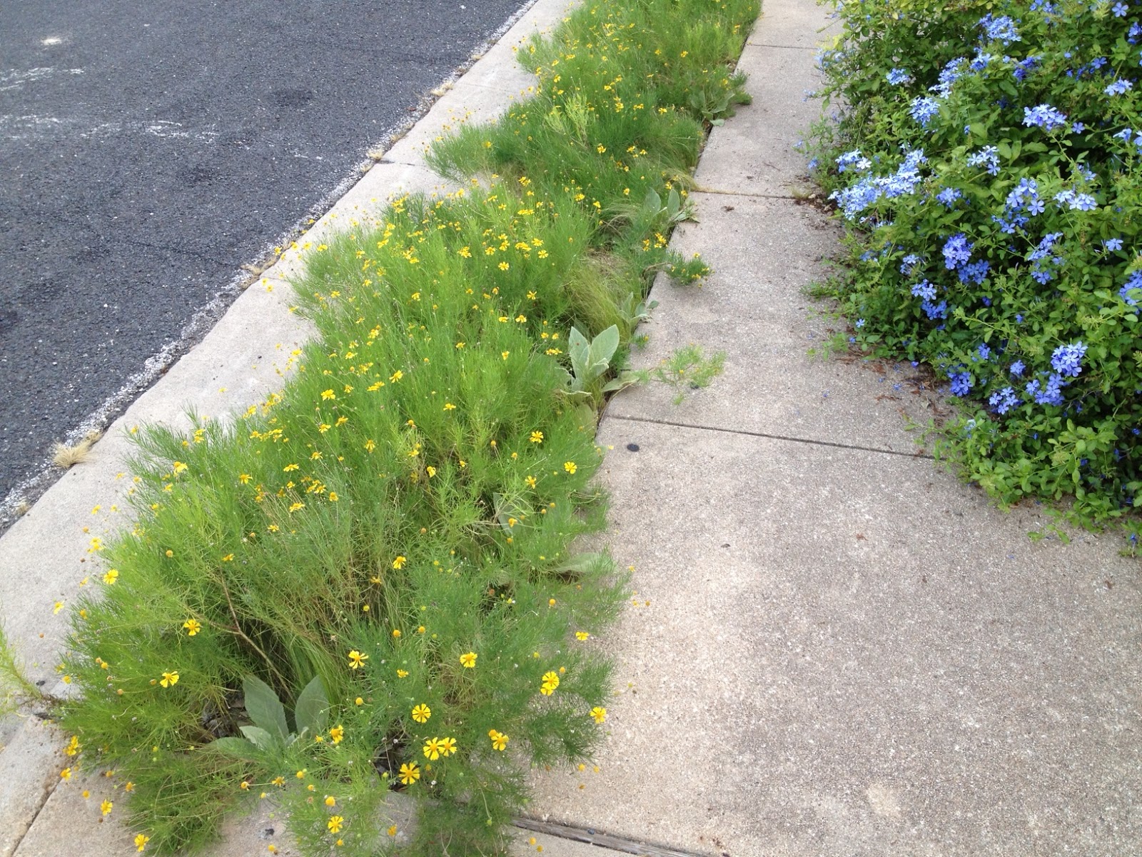 The Grackle: Bitterweed for the Verge and Garden?
