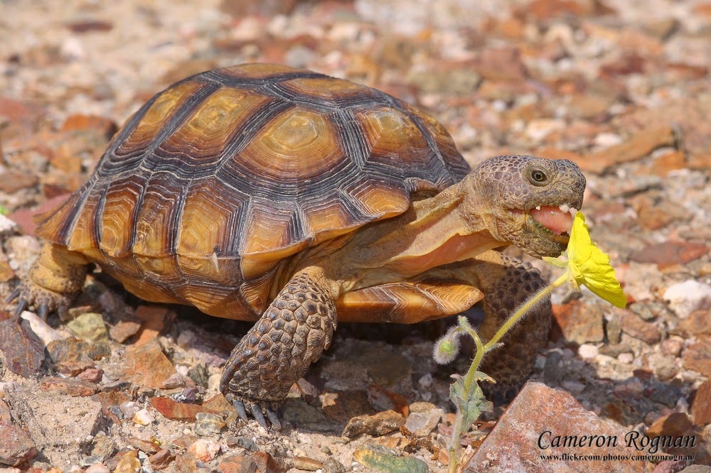 Rules of the Jungle: The Characteristics of the Desert Tortoise