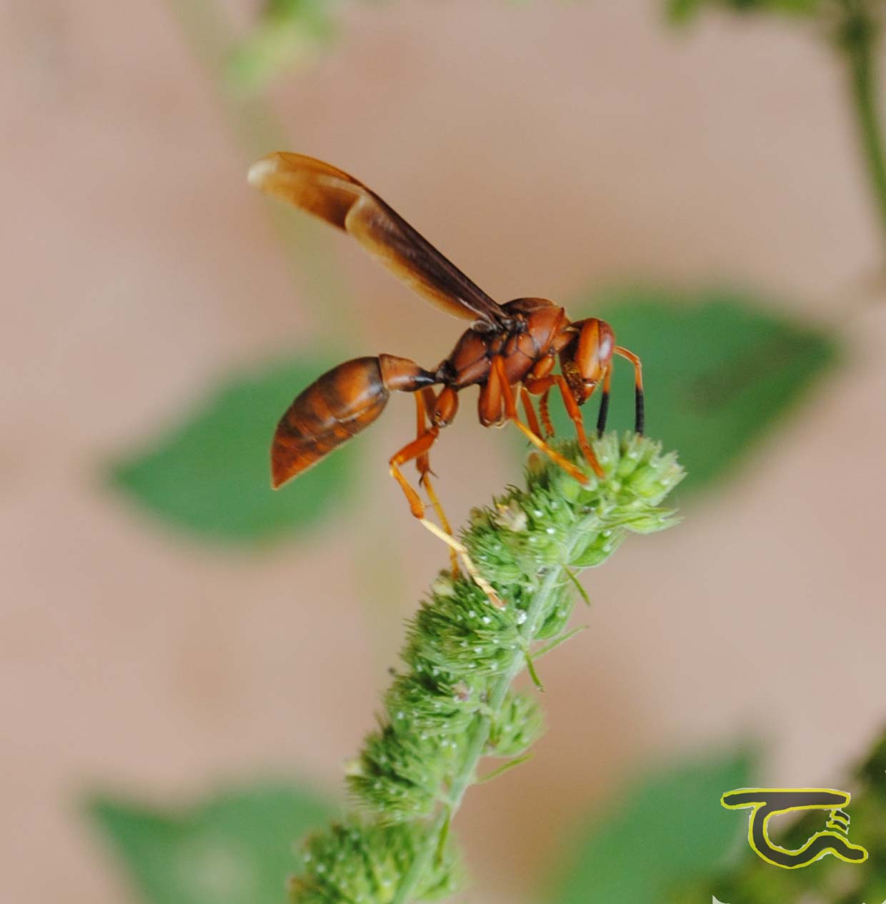 fotoinsetos: marimbondo vermelho