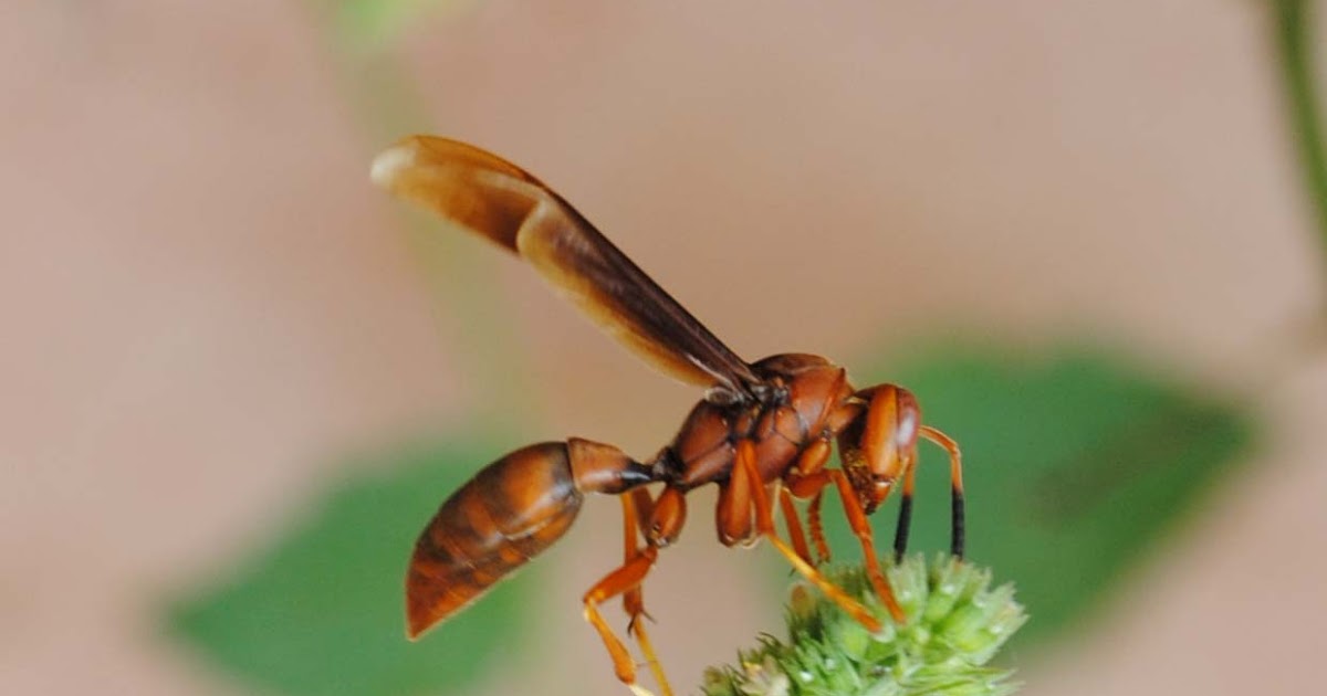 fotoinsetos: marimbondo vermelho