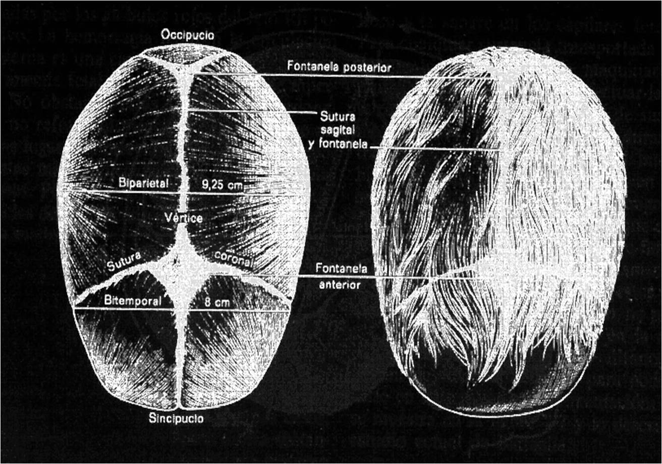 zambrano.cinthya: agosto 2011