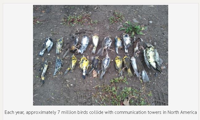 The Future of Birds: bird collisions and towers