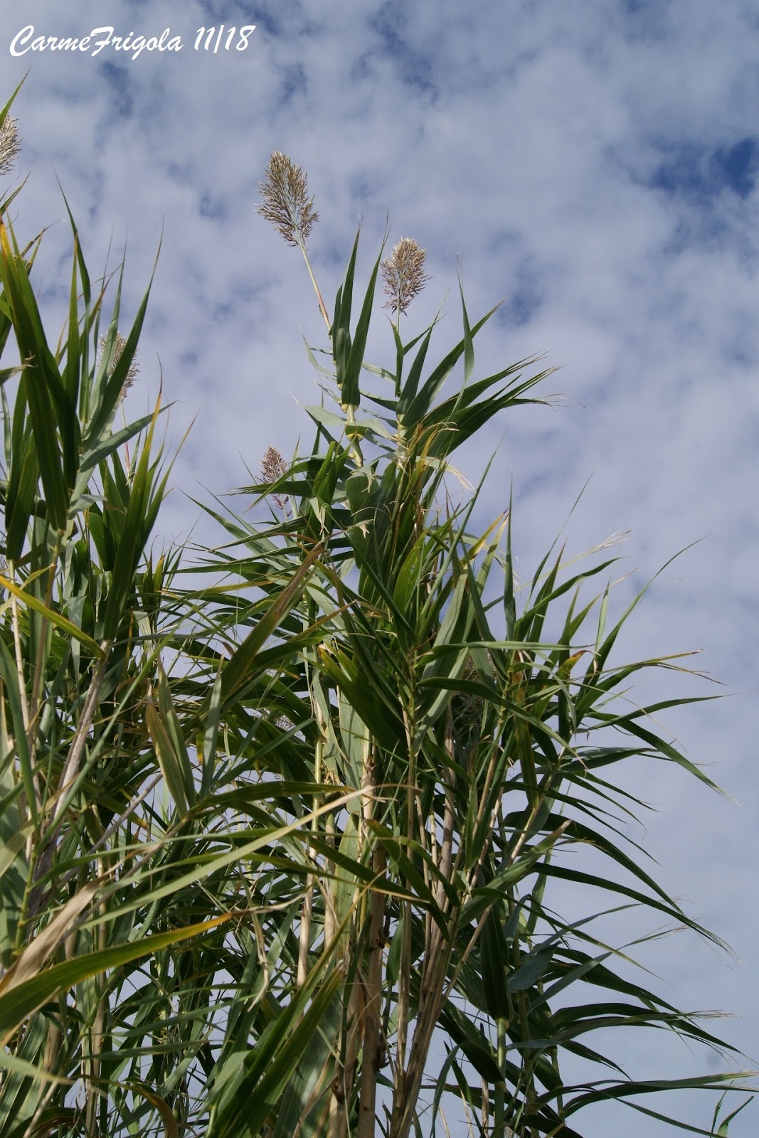 FLORA I PAISATGE DE LLERS: CANYA