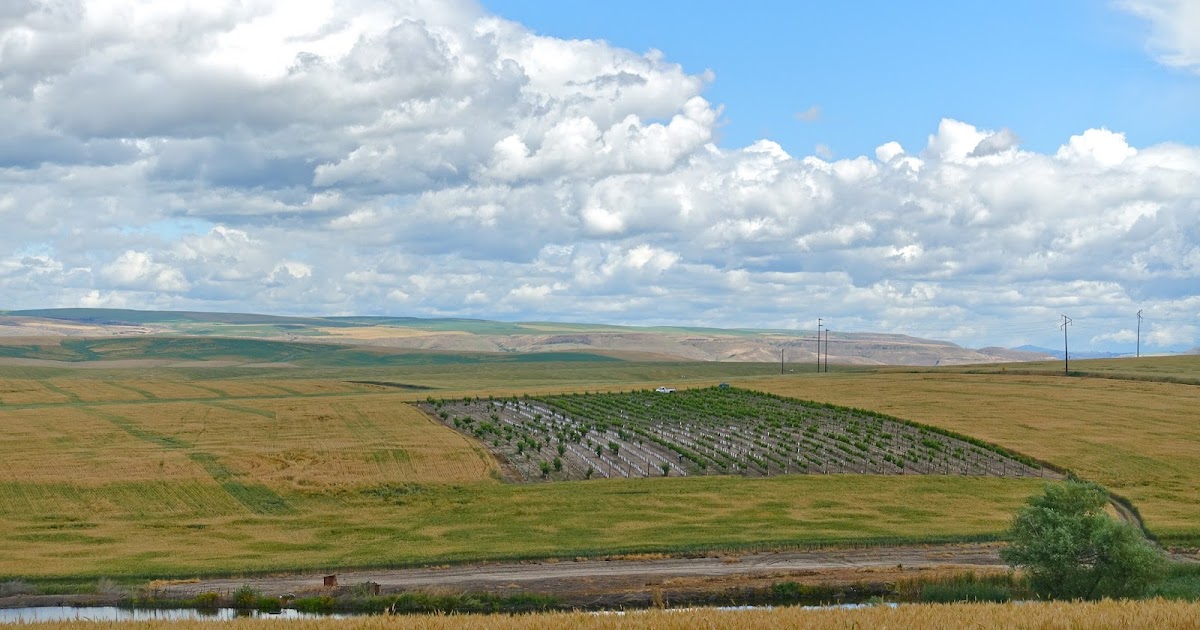 The Gray Report: New Lewis-Clark Valley AVA in Idaho and Washington: A ...
