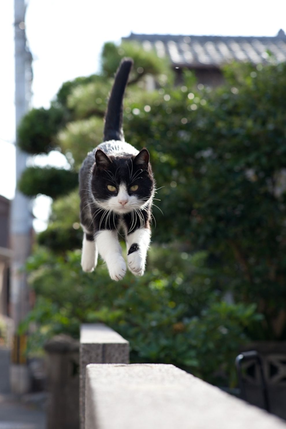 Tashirojima , Syurga Bagi Kucing | wisbenbae