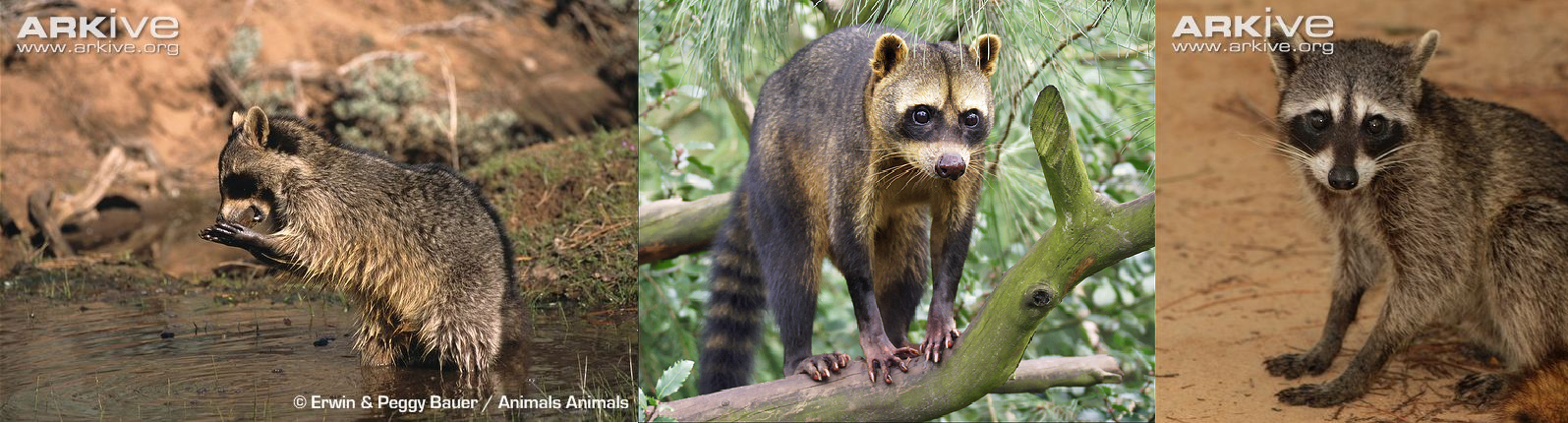 Domain of the C-Rex: The Prosperous Procyonids, Part Uno