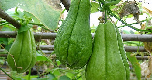 Ini Cara Menanam Labu Siam Yang Harus Anda Tahu | -Petani TOP-