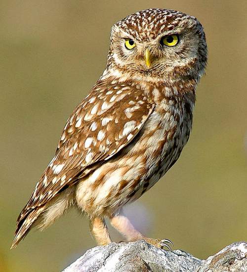 Little owl | Birds of India | Bird World