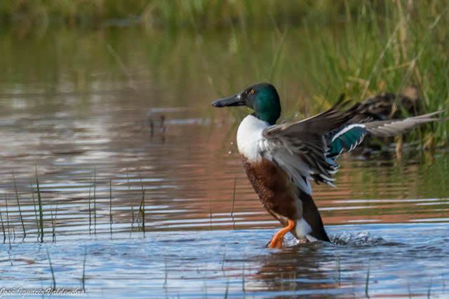 DocNatureBlog: Un bello pato con un pico muy adaptado. Cuchara común ...