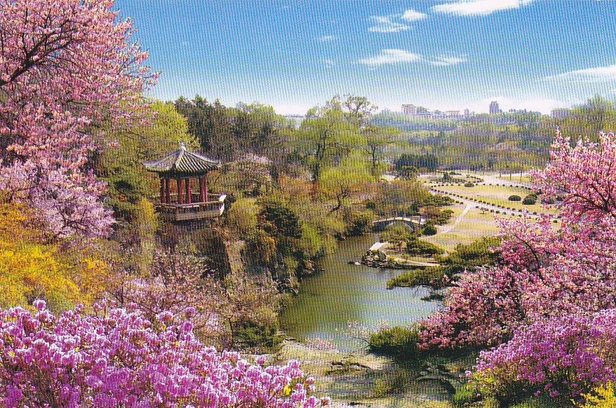 Postcard A La Carte: North Korea - Tree Blossoms in Spring