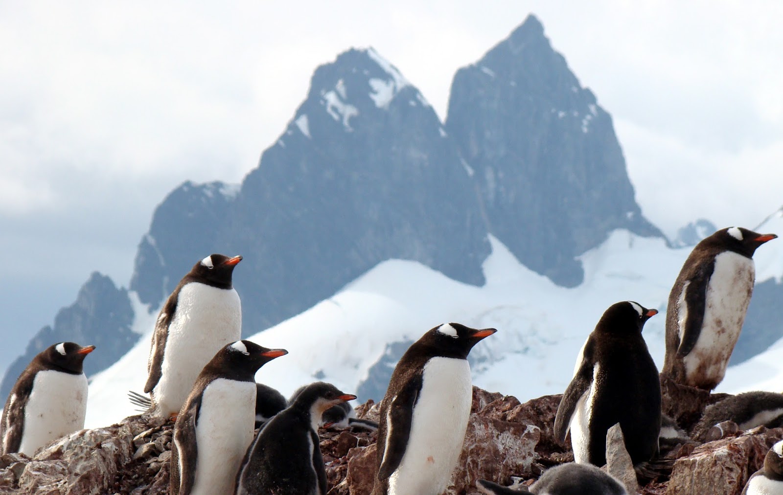 Antarctica Eyewitness : Antarctic Animal Photography & Videos
