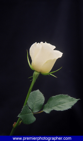 All Colors of Rose is here.......: White Rose