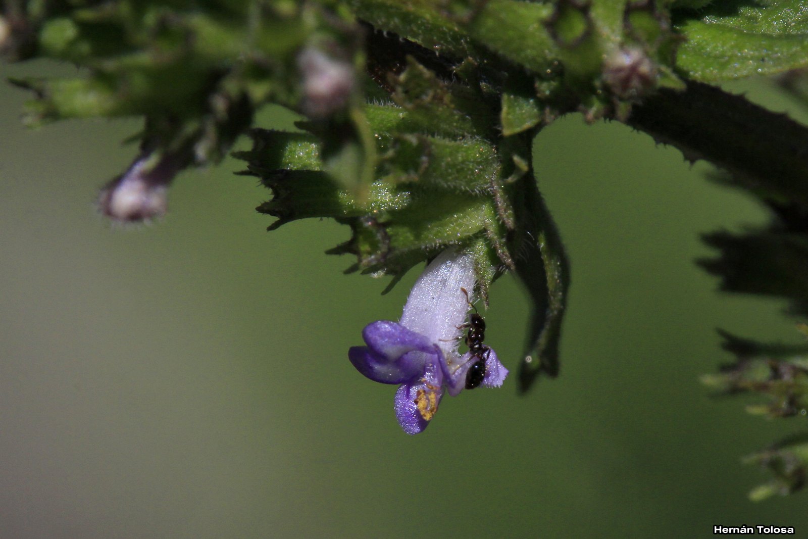 Flora Bonaerense: Yerba del lucero (Hyptis mutabilis)