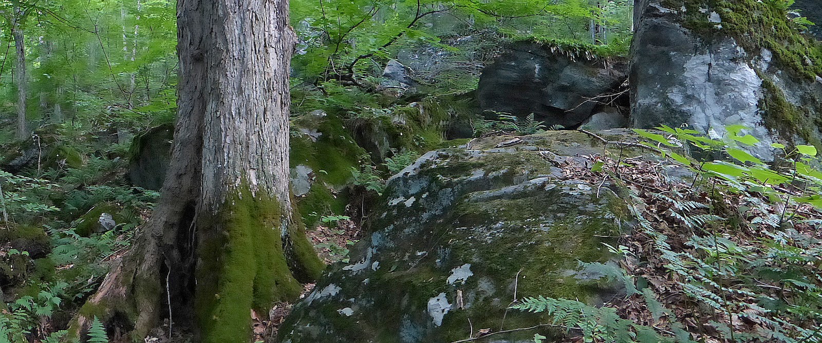 New England Forests: Massachusetts Old Growth Forest