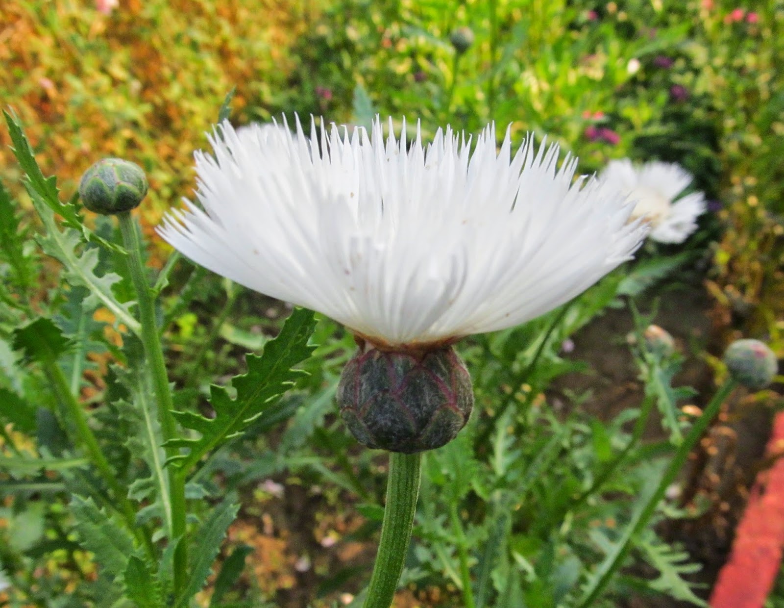 NATURAL & UNIQUE PHOTOGRAPHY: WHITE SWEET SULTAN FLOWER