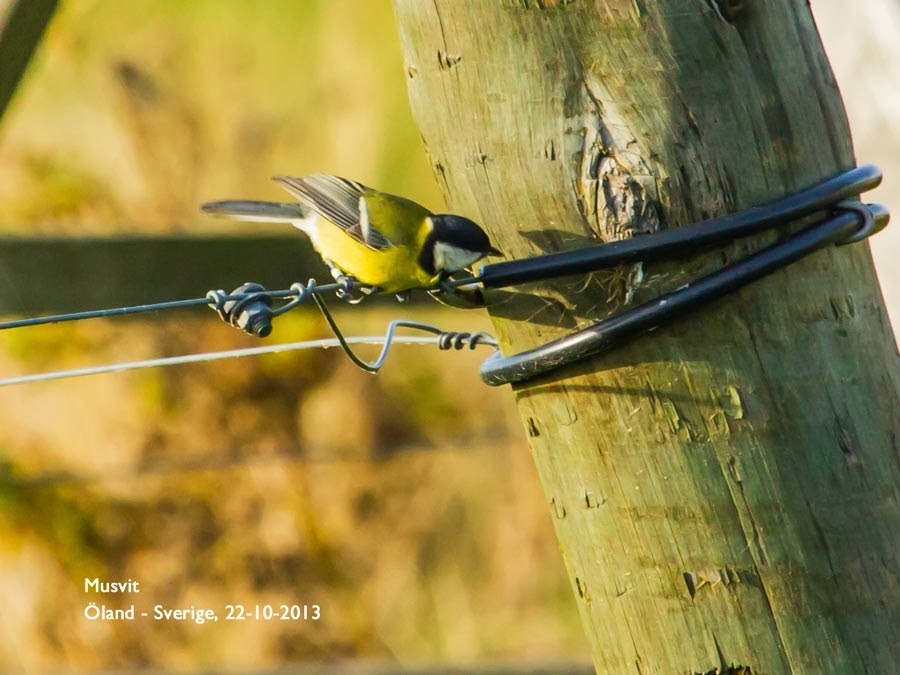 Fuglefoto: Musvit, Öland - Sverige