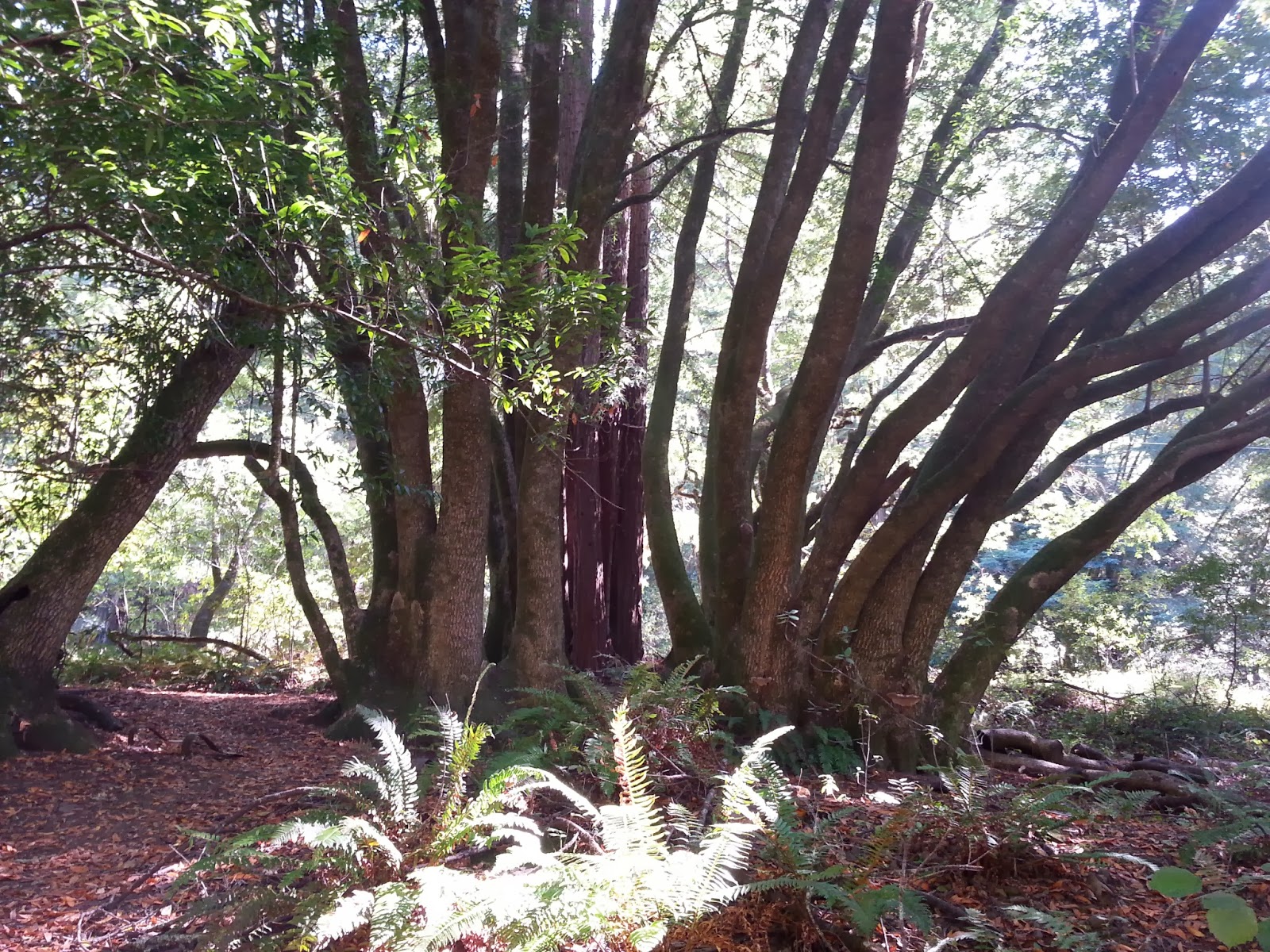 Rocinante Press: Vast and trunkless legs of stone