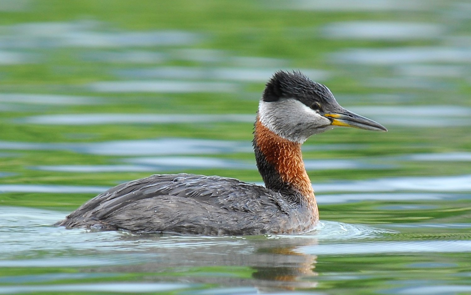 200 Birds: Red-necked Grebe in Utah