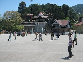 CHINAR SHADE : CHINAR TREES IN SHIMLA ( HIMACHAL PRADESH )