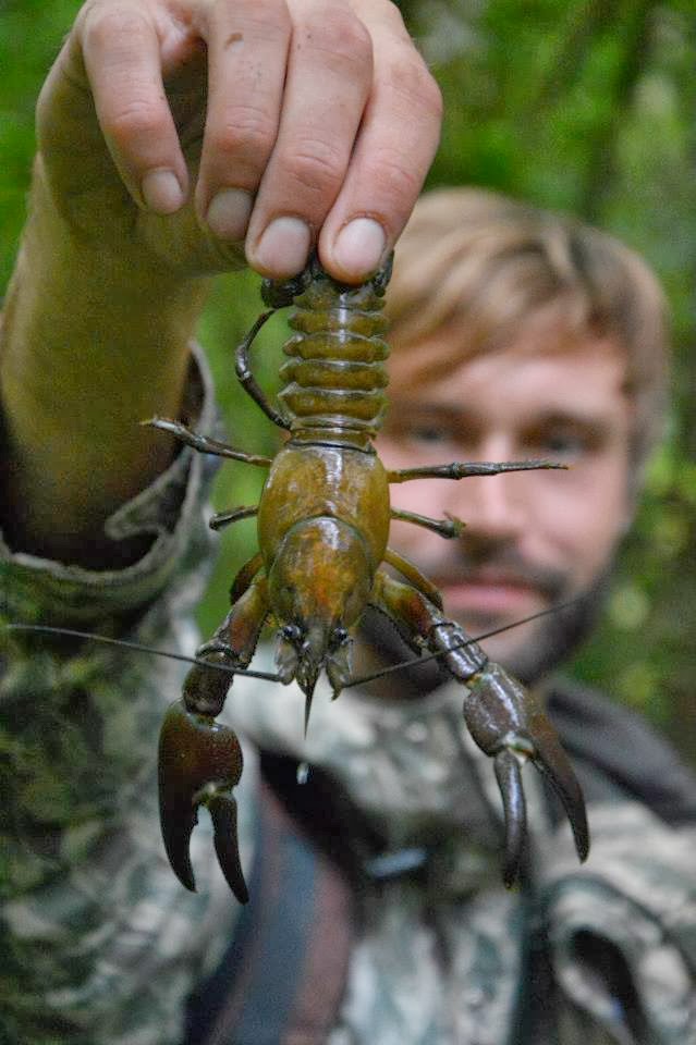 Forage Sussex: How To: Trap UK Signal Crayfish