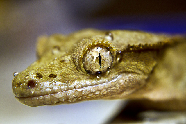 The Amazing Gecko: 20 Interesting Facts about the World’s Most Species ...