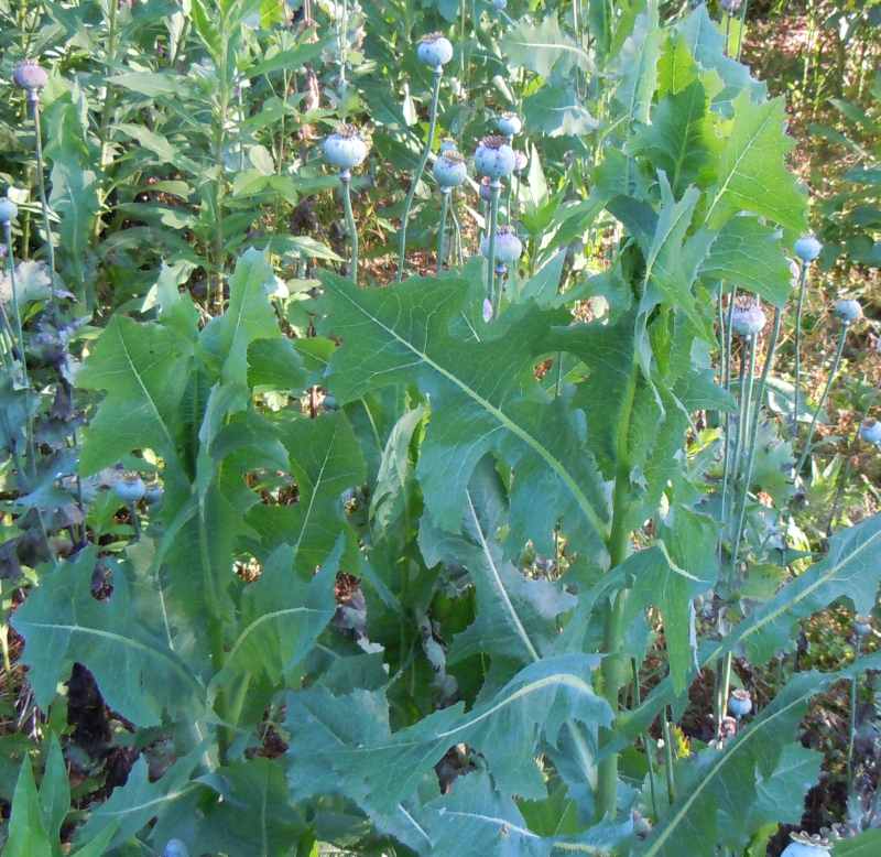 Gardens-In-The-Sand: Wild edibles, a walk around my yard