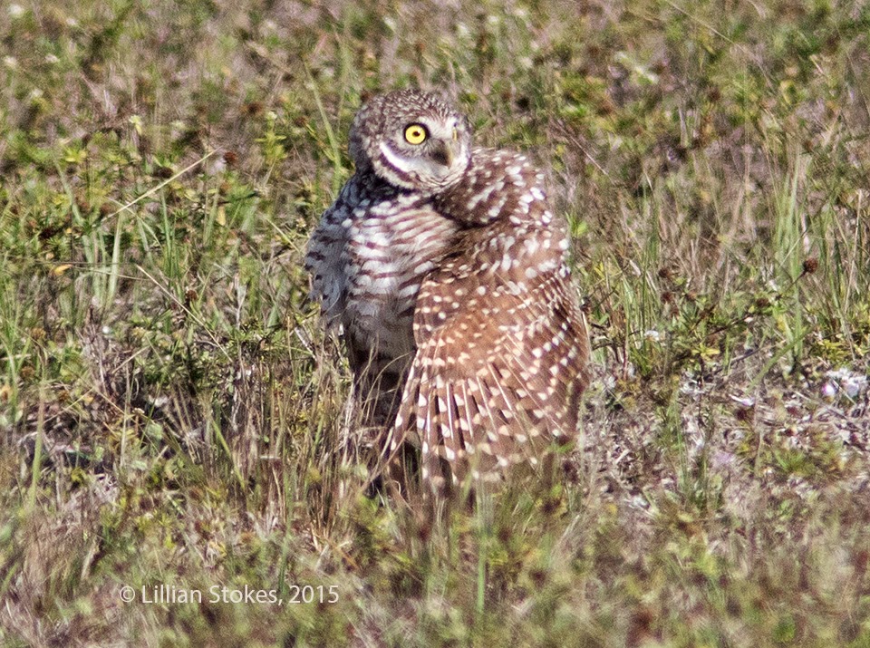 STOKES BIRDING BLOG: Amazing Burrowing Owl Response to Cooper's Hawk!