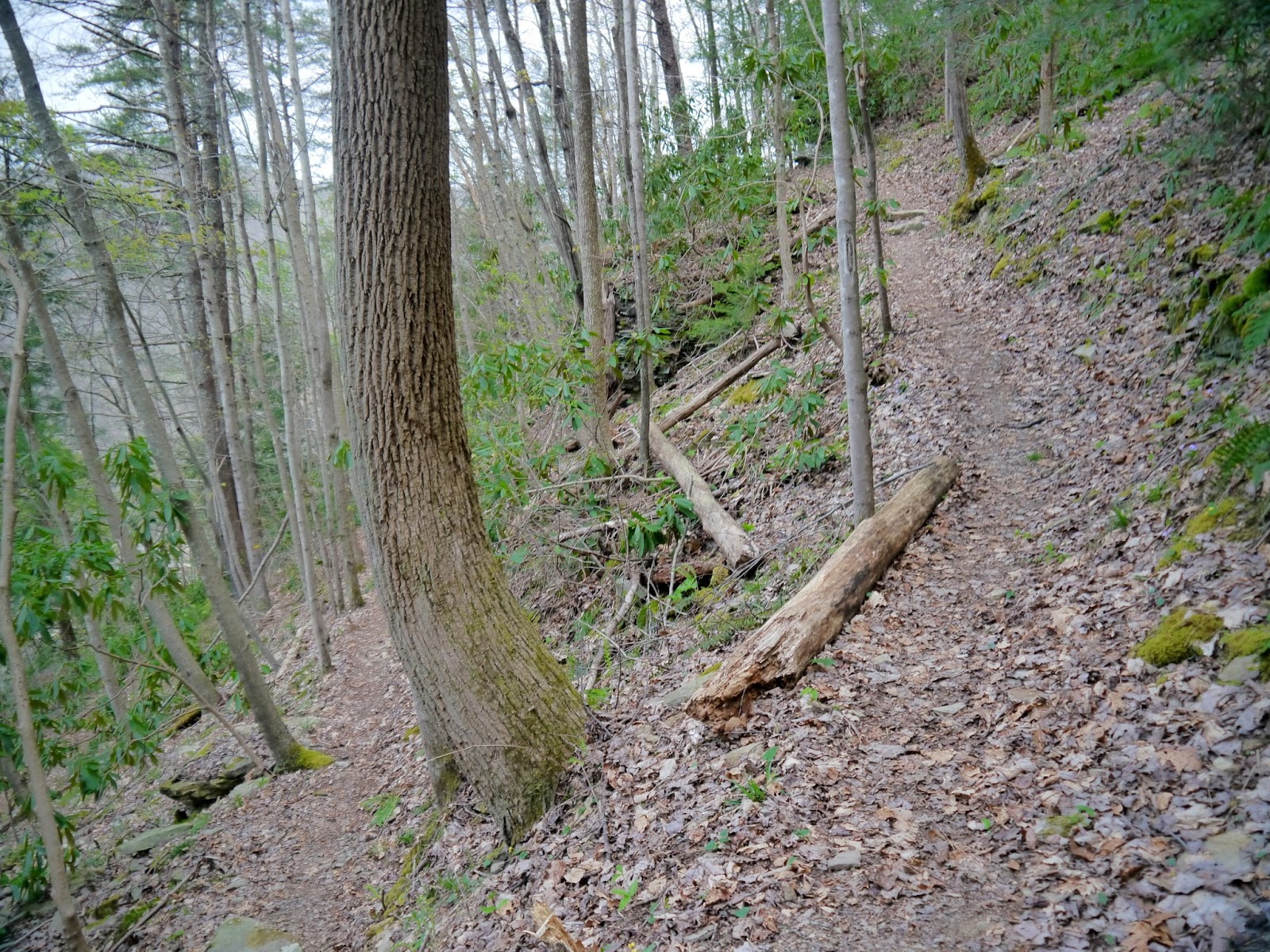 American Travel Journal: Emory River Gorge Section - Cumberland Trail ...