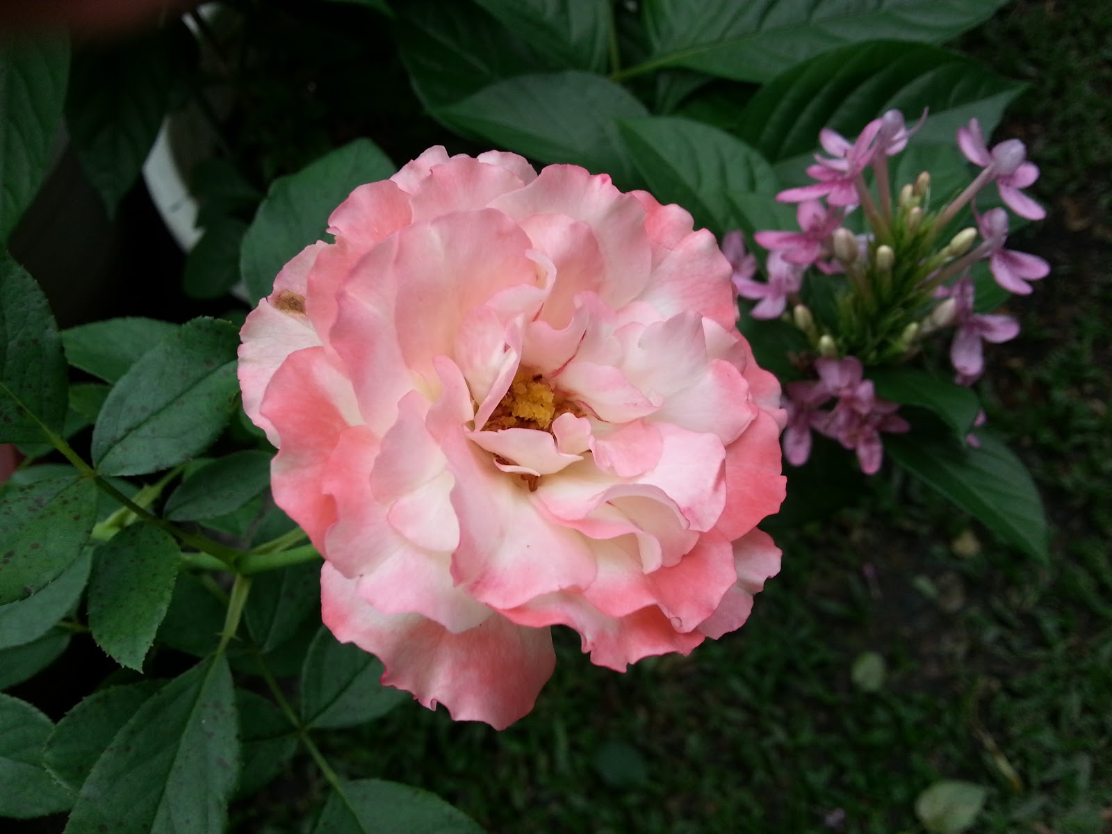 Tanam Ros Untuk Beginner: April 2017