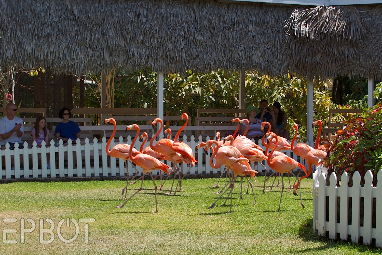 EPBOT: When Flamingos Attack