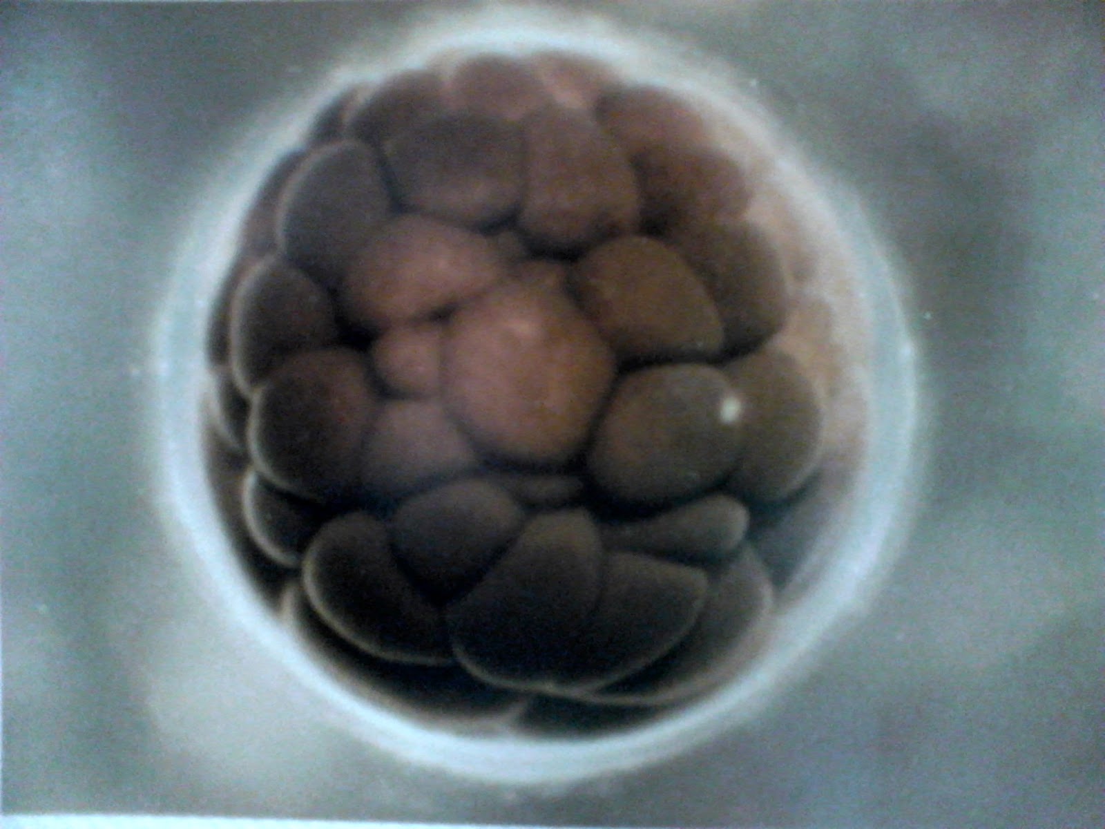 Perkembangan Katak: Segmentasi dan Morula pada Katak