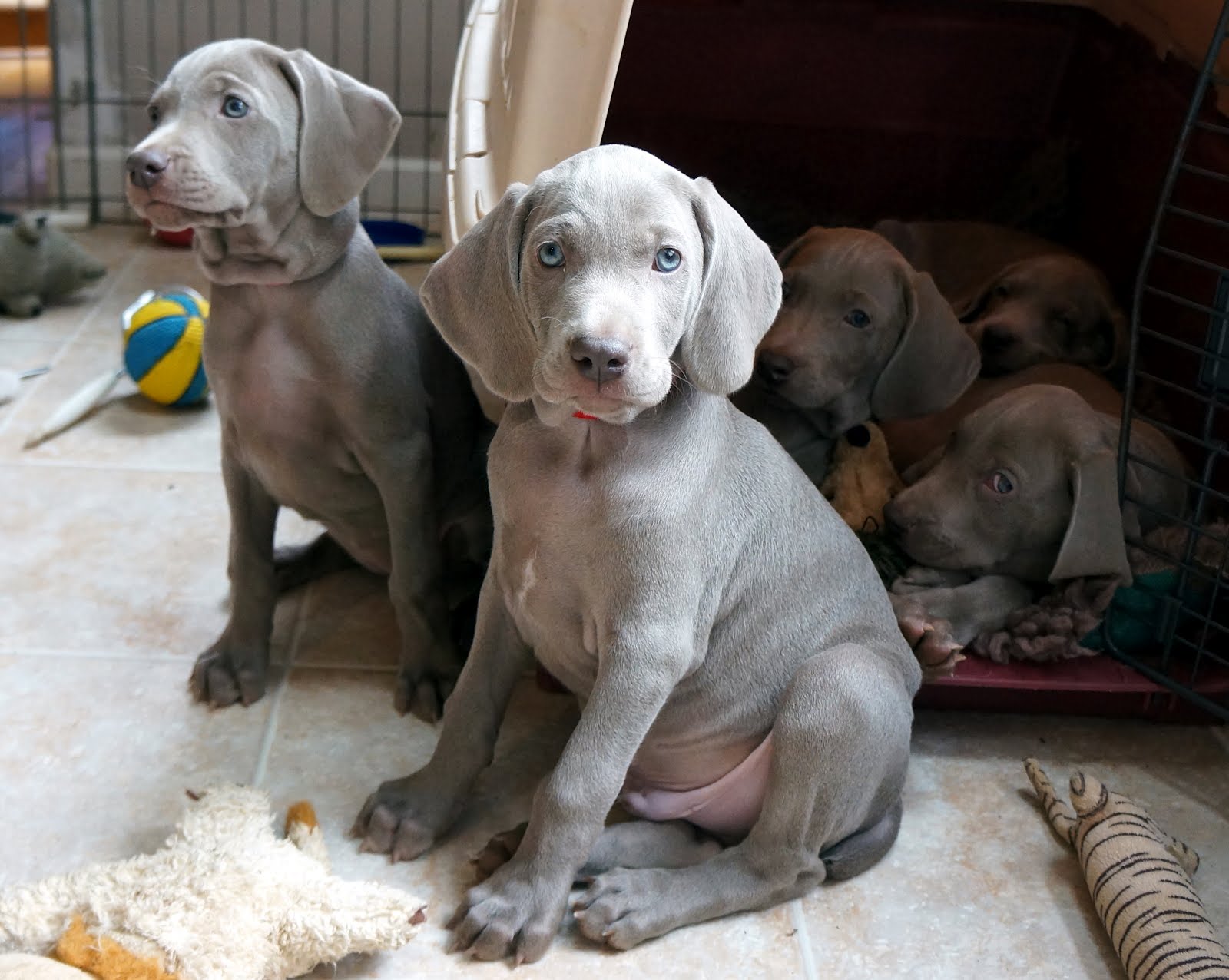 RoseWin Weimaraners: ROSEWIN PUPPY PACK 8 weeks old from CERVELO / LILY LITTER Jan 2012