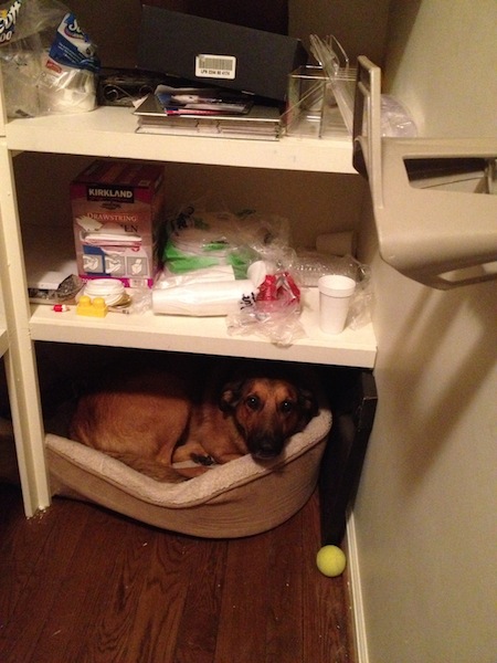 Sweet Chaos Home: Decorating for the Dogs