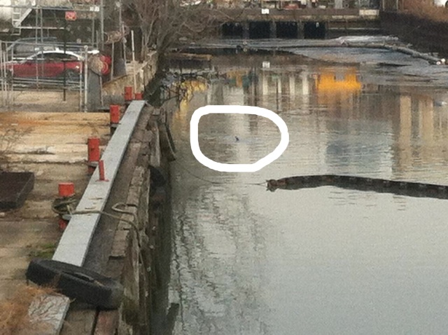 White Wolf : Dolphin Stranded in Brooklyn's Heavily Polluted Gowanus Canal