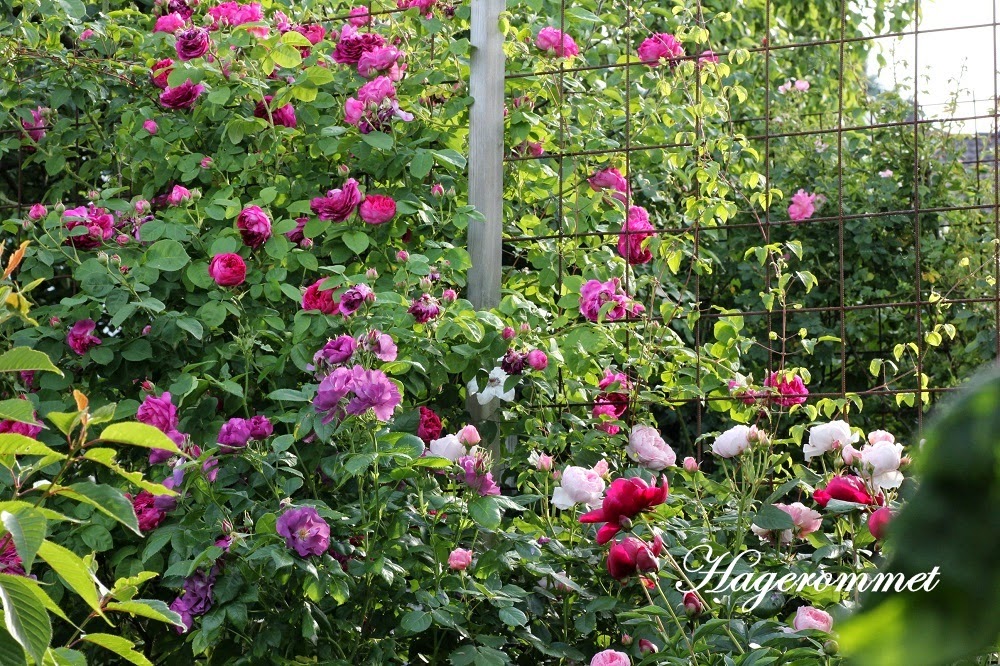 Hagerommet: Rosene er i full blomst....