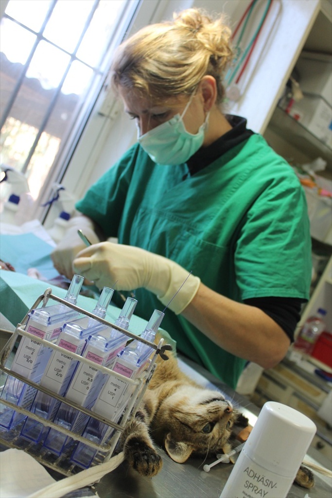 Στειρώθηκαν 185 αδέσποτα ζώα στο Κυνοκομείο Ρόδου - φωτος