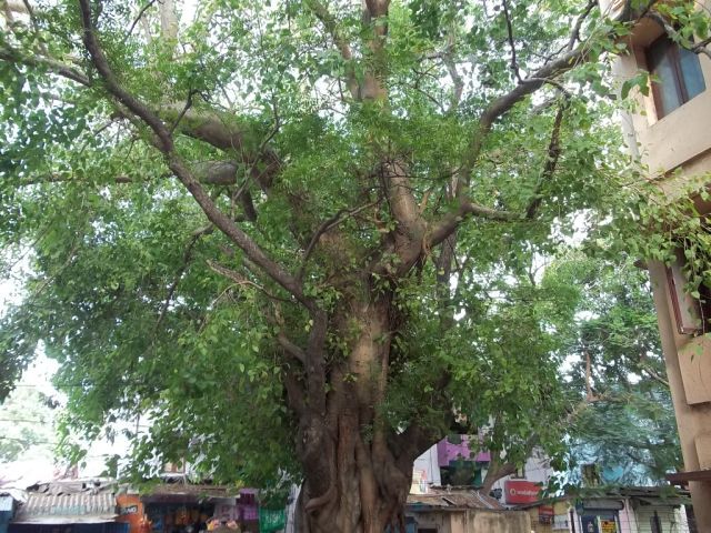 Prakruti -Mother Nature: Ashwattha & Neem tree grow together -fused ...