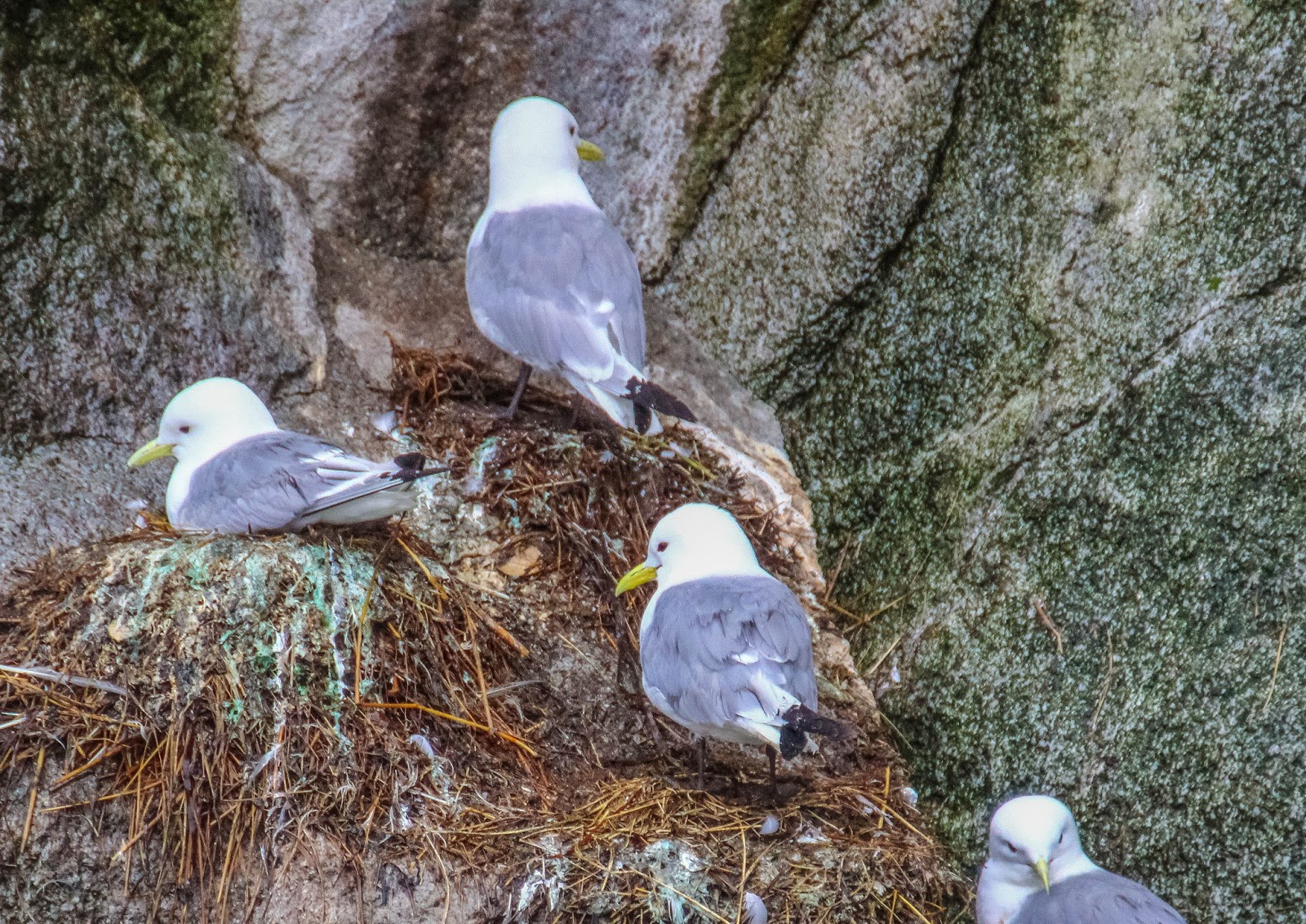 Cannundrums: Black-Legged Kittiwake