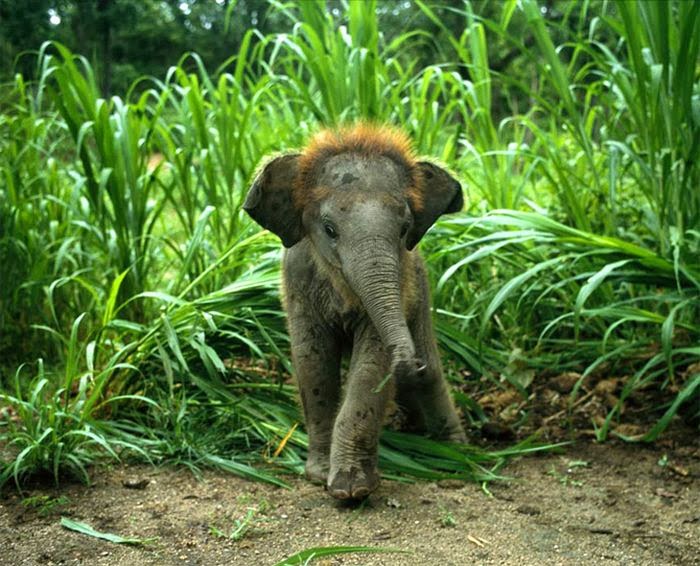 Les bébés animaux trop mignons!