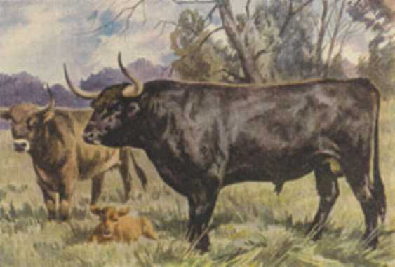 Tierra sin Osos: BAGUALES EN LA PATAGONIA