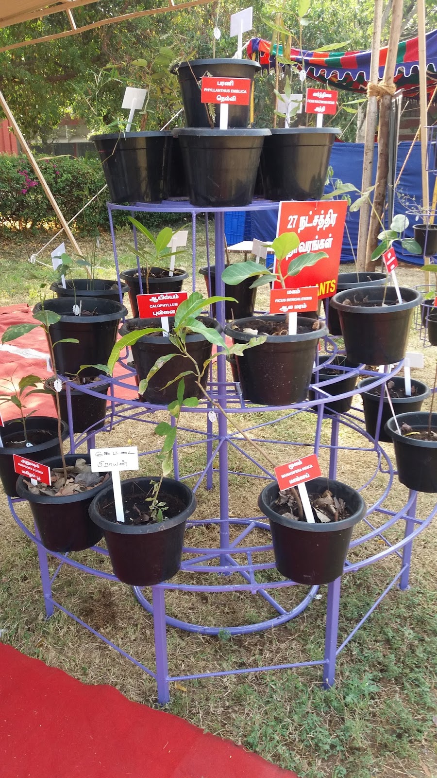 Eco Green Unit: MEDICINAL PLANTS PROJECT