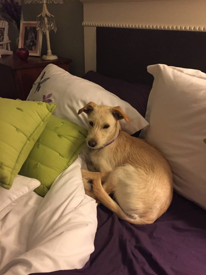 Pound Dogs Toronto Animal Services - dog adoption - animal shelter