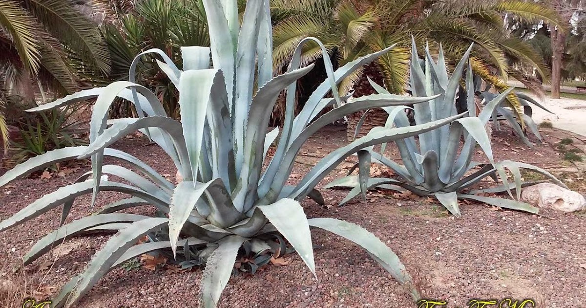 Flores y plantas silvestres: " Agave americana ". Pita, Ágave, Pitera ...