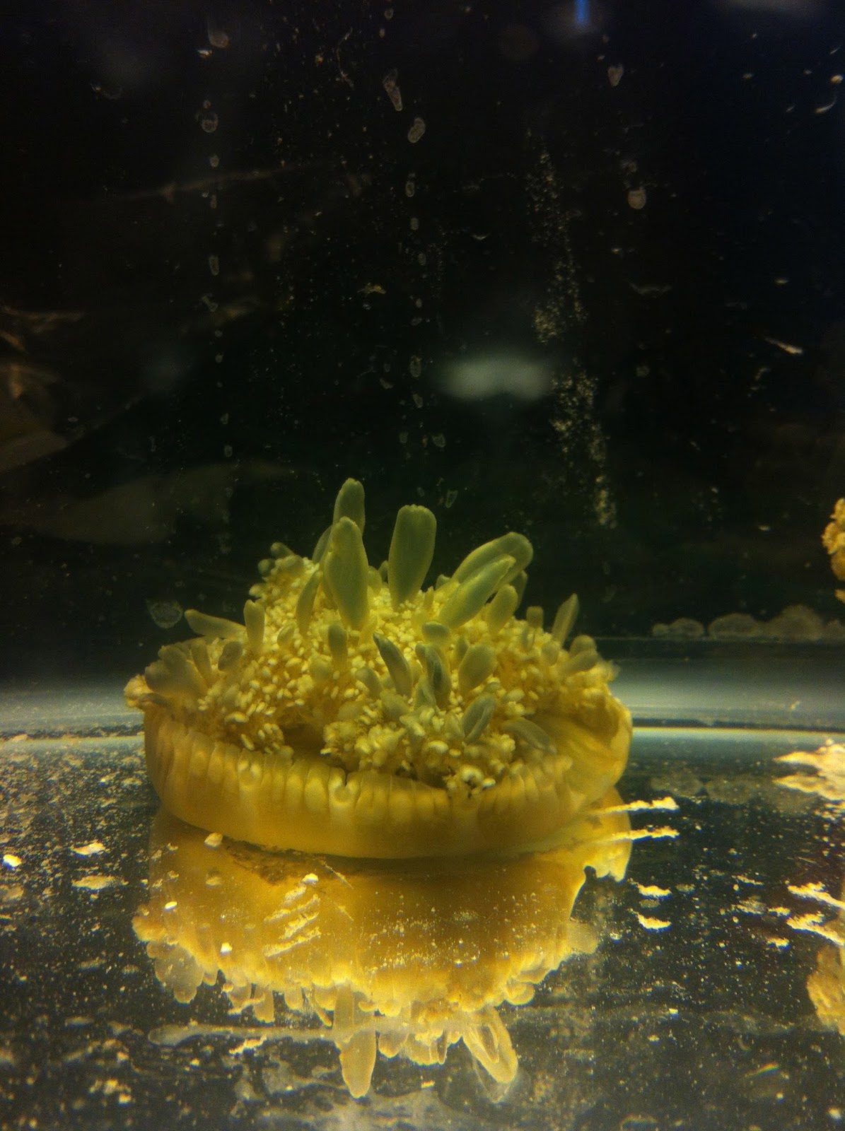 Raising Pet Jellyfish: Pictures of my jellies